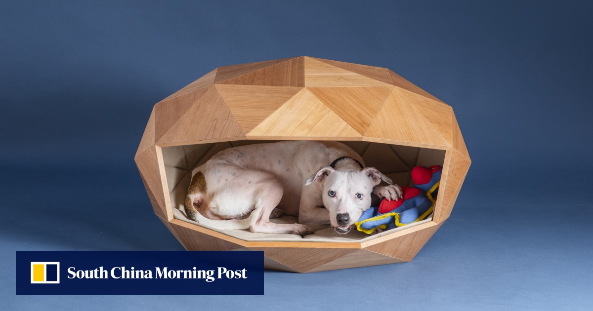 Luxury dog kennel design competition draws Foster + Partners architects ...