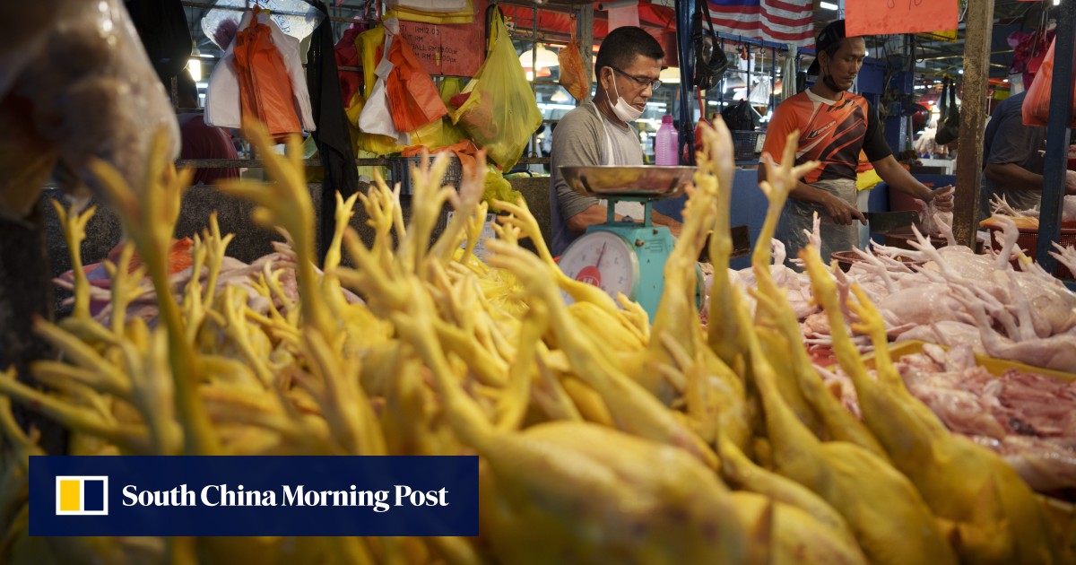 Malaysia eases chicken export ban but not for Singapore’s favourite ...