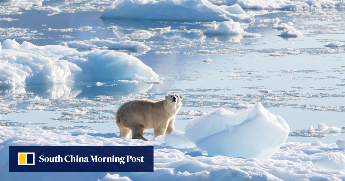 glacier bear population