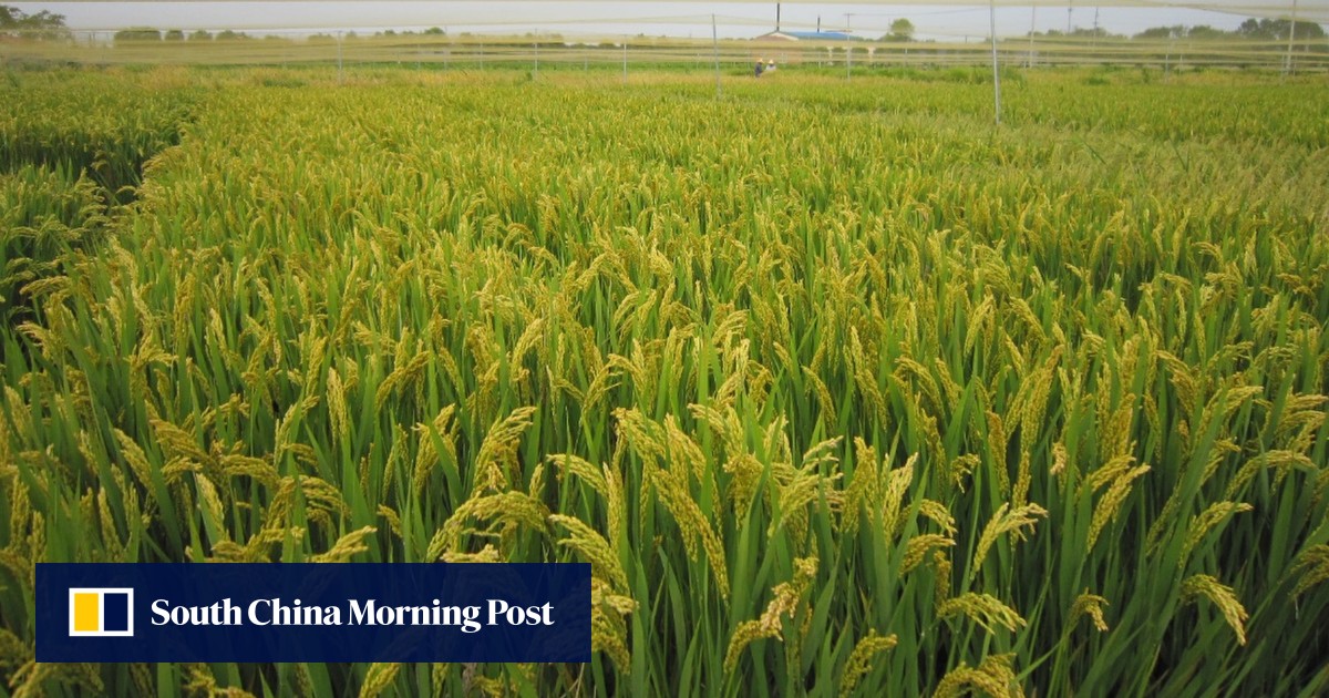 China scientists find a grain of hope in climate change rice research ...