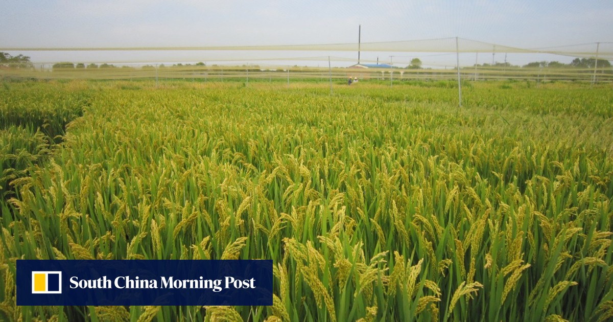 Climate change, ozone pollution to reduce global crop yields by a fifth ...