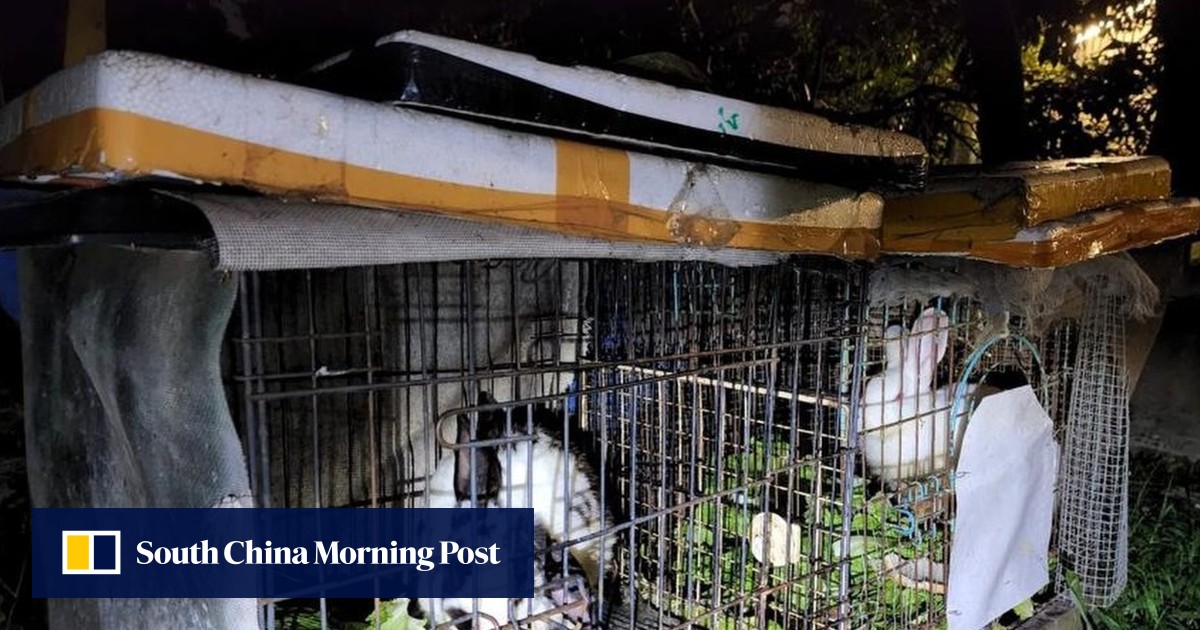 Hong Kong man, 66, arrested for alleged cruelty to 6 rabbits | South ...