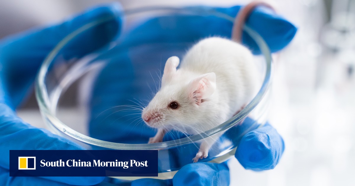 Japan scientists clone freeze-dried mice in bid to beat extinction ...