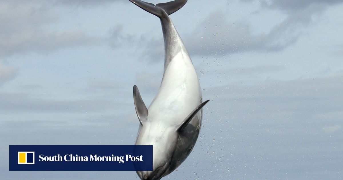 Faroe Islands limits killing of dolphins to 500 a year after anger over ...