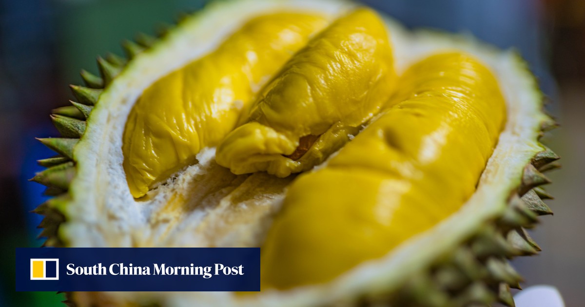 Thailand introduces new ‘non-stinky’ variety of polarising durian fruit ...