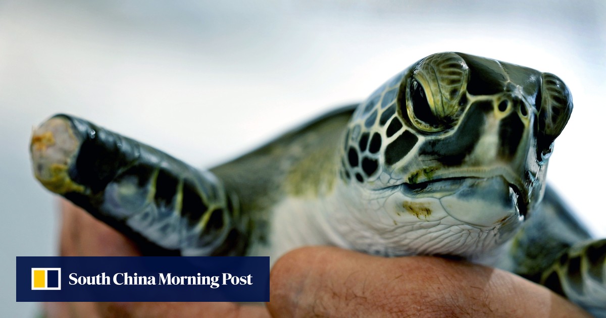 Failure to prosecute Japan turtle killers may embolden culprits ...