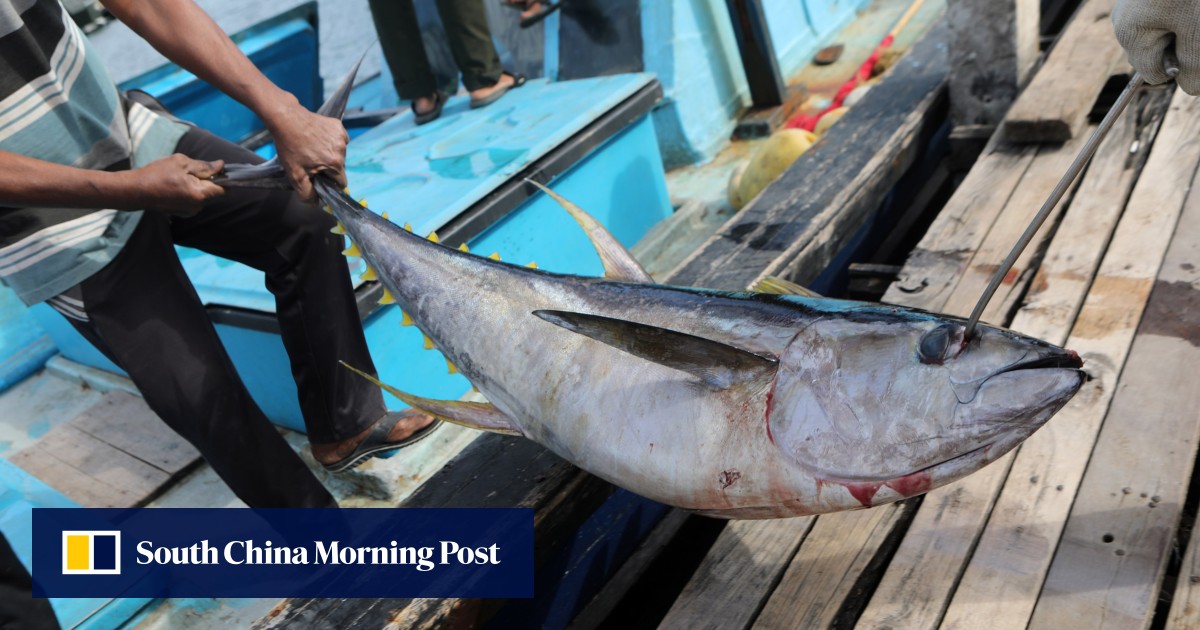 More than just tuna: US casts a wider net to compete with China in the ...