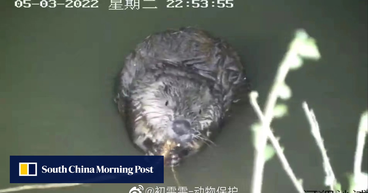 Chinese team tracks beavers with AI, making Xinjiang wildlife work ...