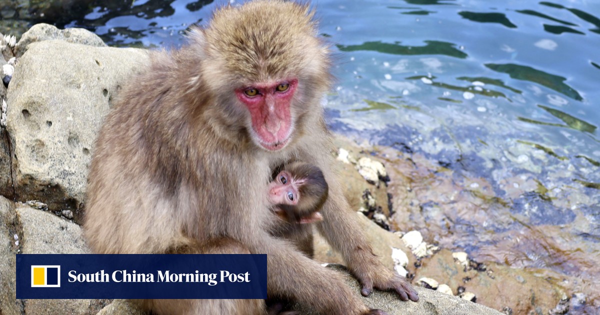 City in Japan takes on marauding macaques after 42 people hurt in spate ...