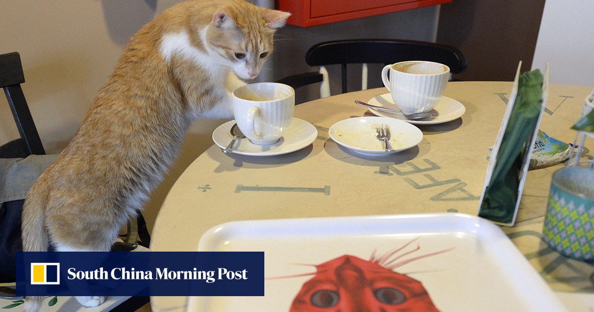 Pet lovers upset after Polish institute classifies cats as ‘invasive ...