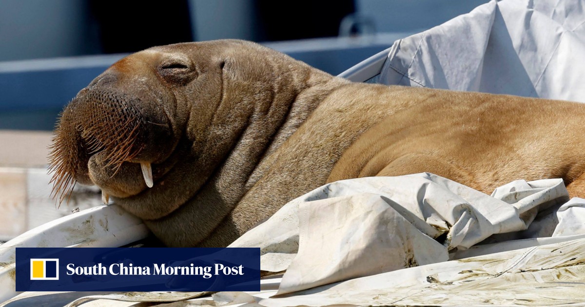 Meet Freya, the 600kg walrus sinking boats and capturing hearts in ...