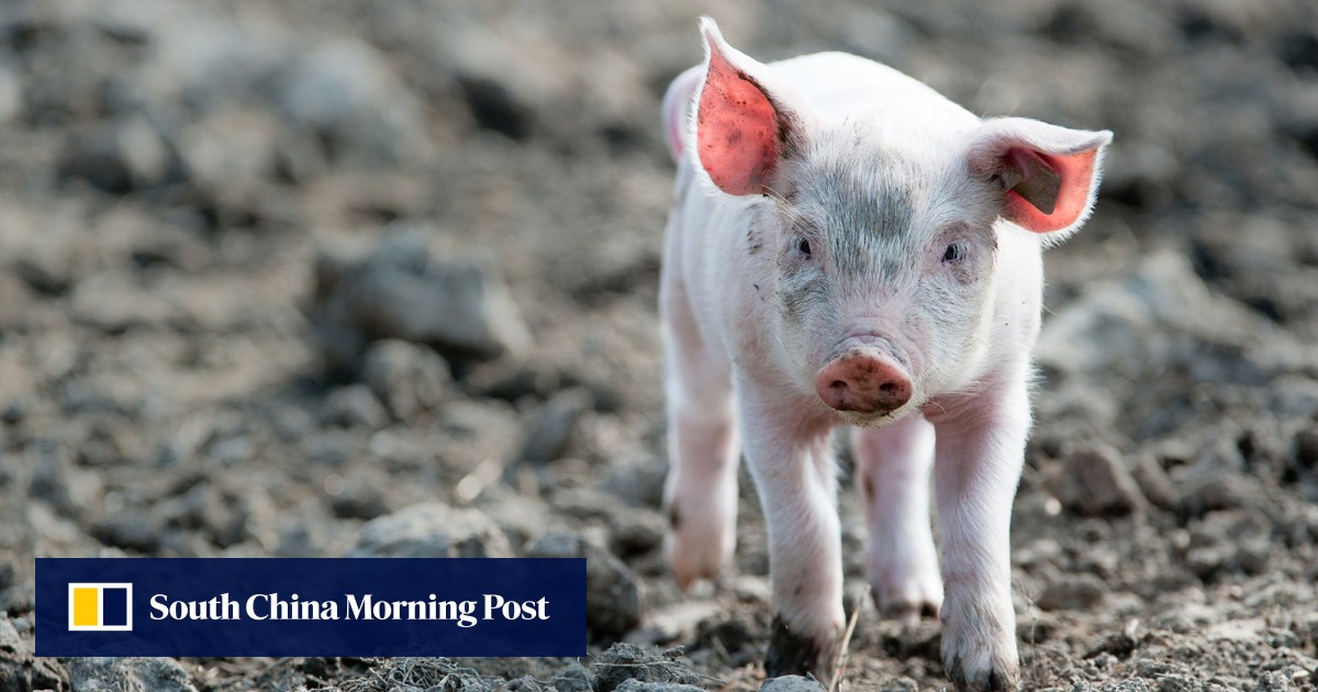 Scientists revive organs in dead pigs, challenging definition of death ...