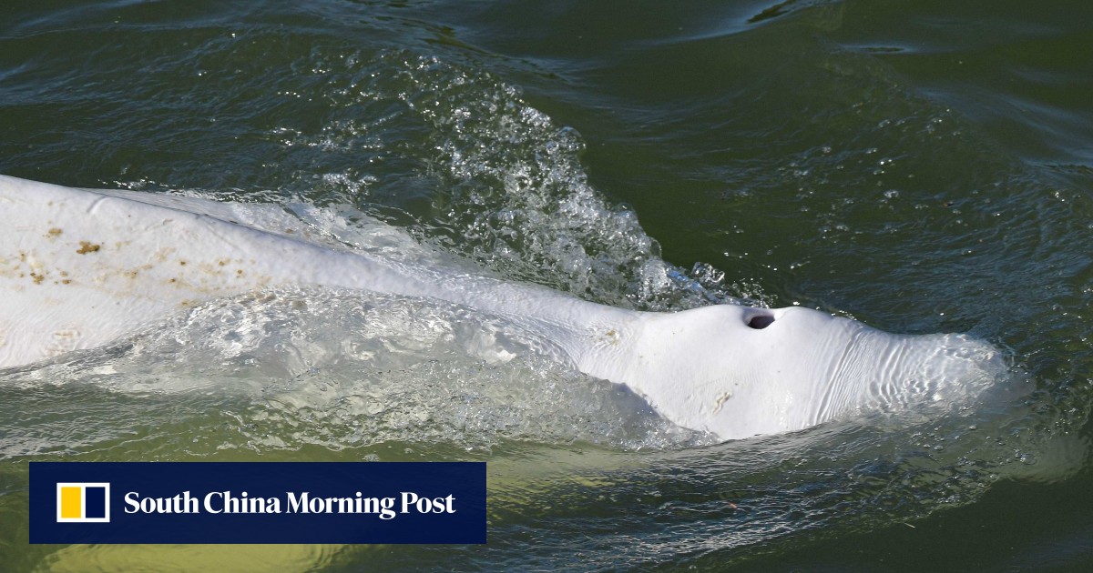 Race against time for beluga whale stranded in France’s River Seine ...