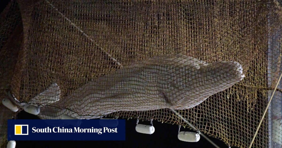 Stranded beluga whale rescued from France’s Seine river dies | South ...