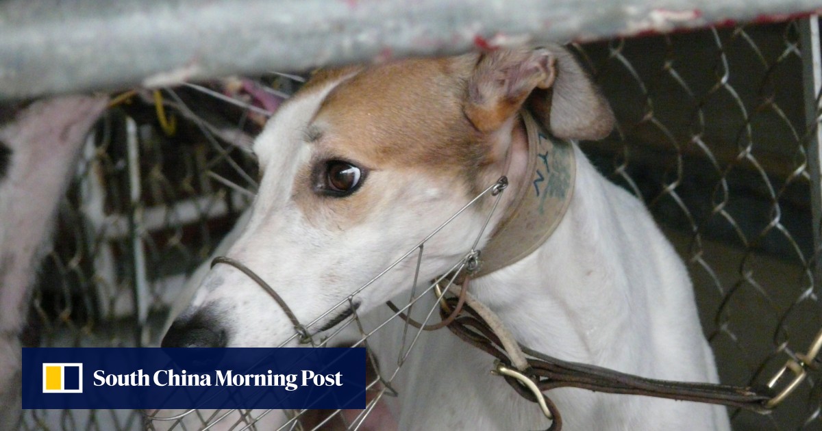 How one dog helped end greyhound racing in Macau, and how he lived out ...