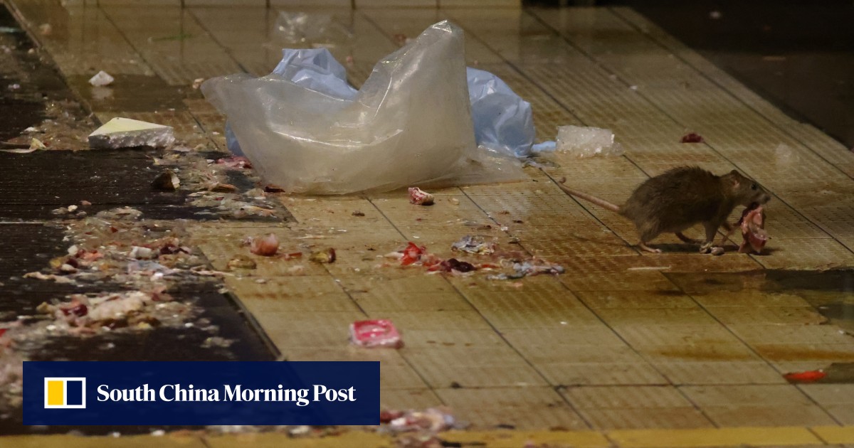 Rats and sweet potatoes: Hong Kong’s method of measuring rodent ...