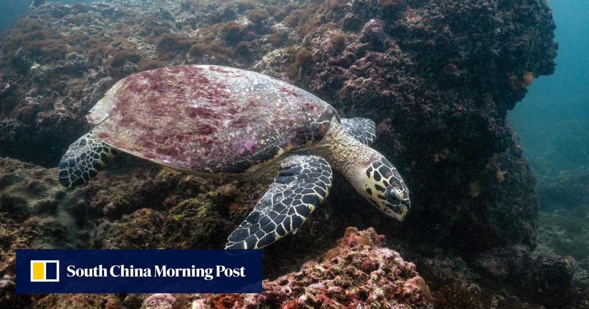 Letter Worlds Coral Reefs Face Dire Threat From Toxic Sunscreen