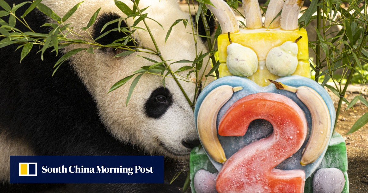 Panda diplomacy, 50 years on: the latest chapter for a safe space in US ...