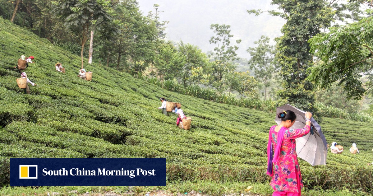 ‘Experiential travel’: with Indian tea tourism, where estates become ...
