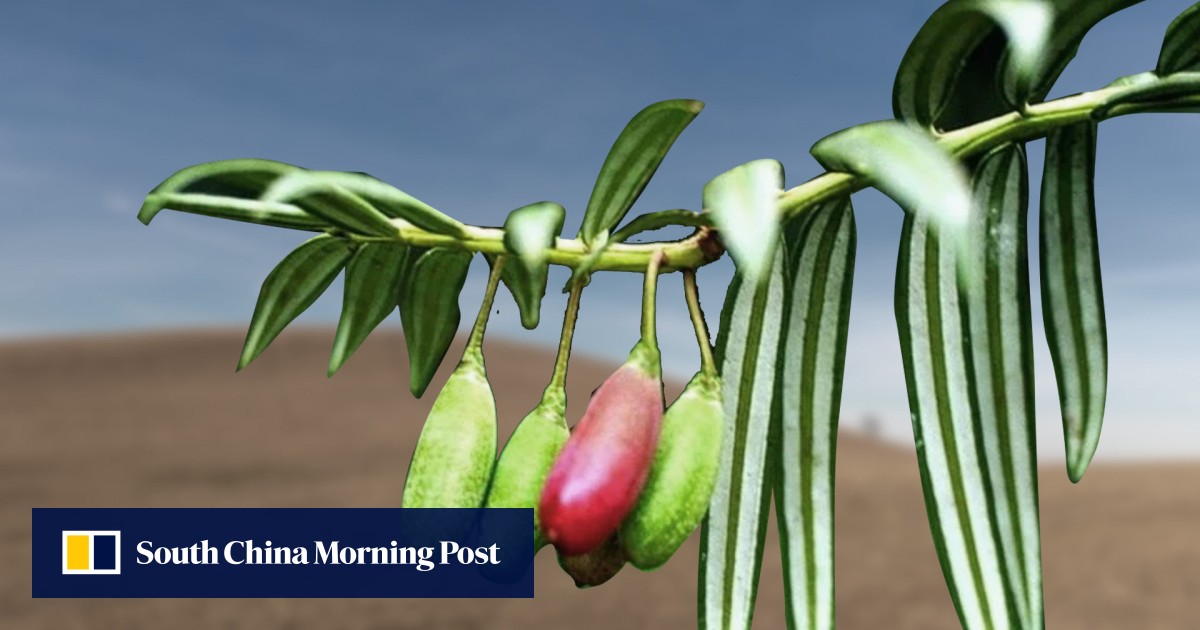 The remarkable story of how Hong Kong’s loneliest tree could save a ...