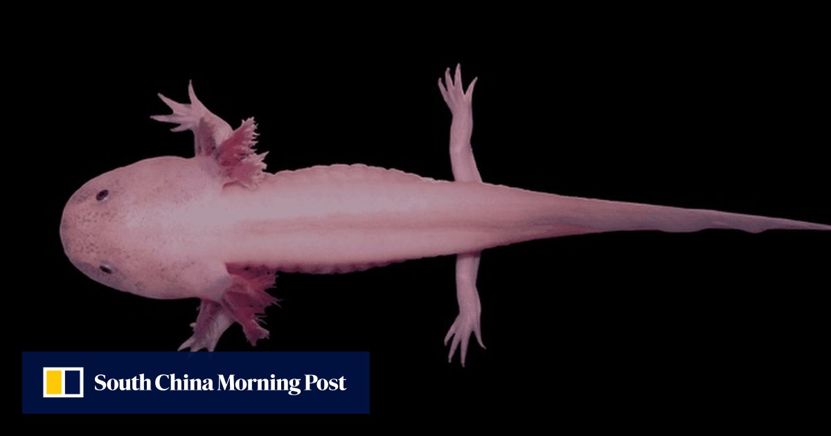 Chinese scientists find axolotl’s ability to regenerate after injury ...