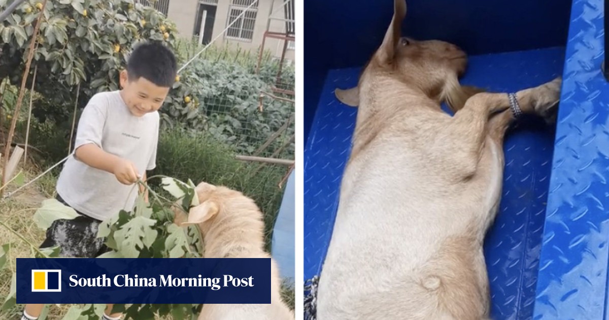 ‘It became docile when he touched it’: Chinese boy saves and keeps ...