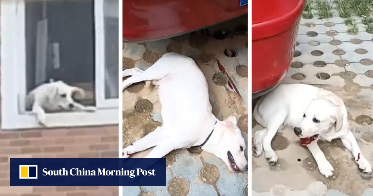 ‘Vicious, you do not deserve to be human’: couple in China throw dog ...