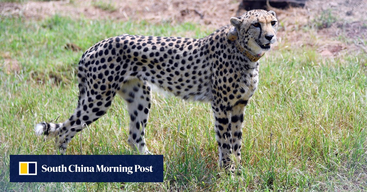 Cheetahs return to India after becoming extinct in 1952 | South China ...
