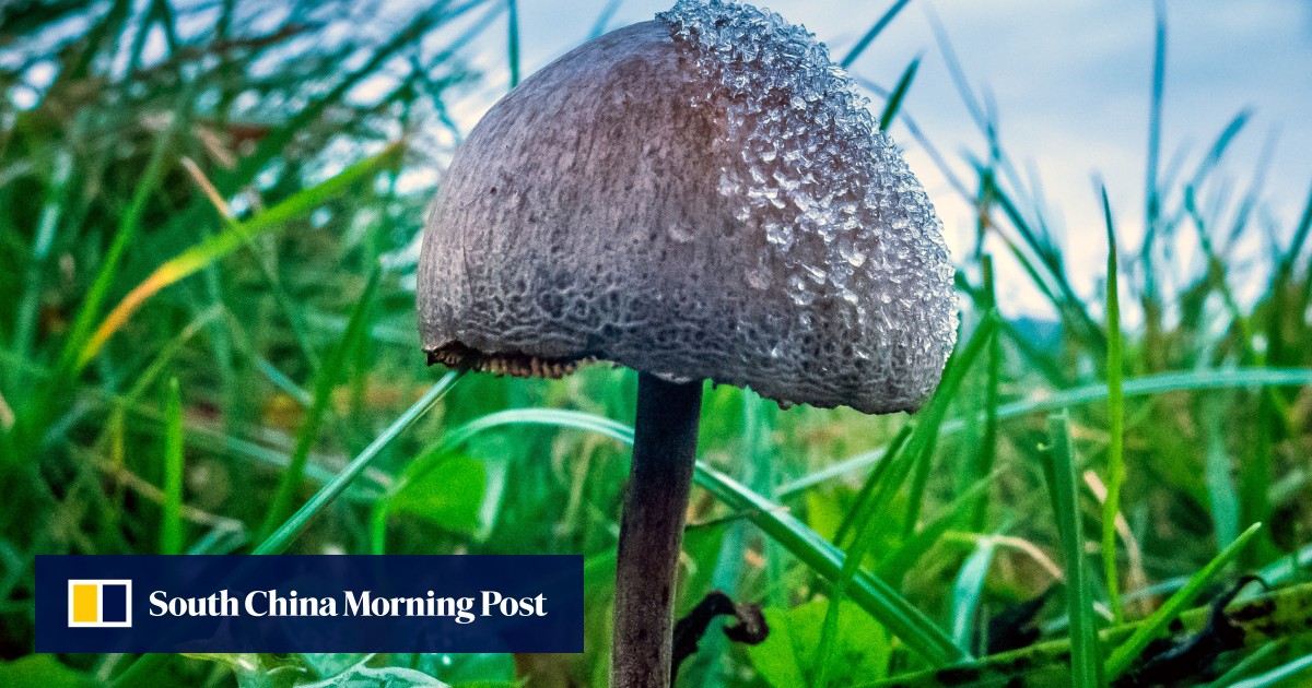 How psilocybin, psychedelic compound found in magic mushrooms, could ...