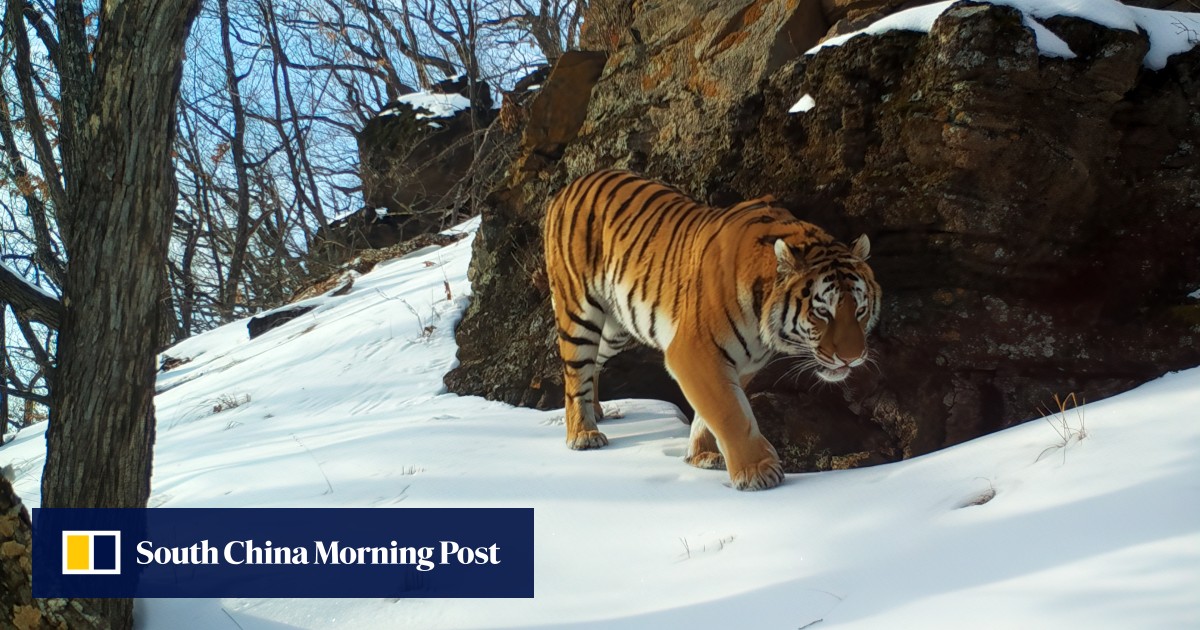New BBC documentary Frozen Planet II paints a beautiful portrait of the ...