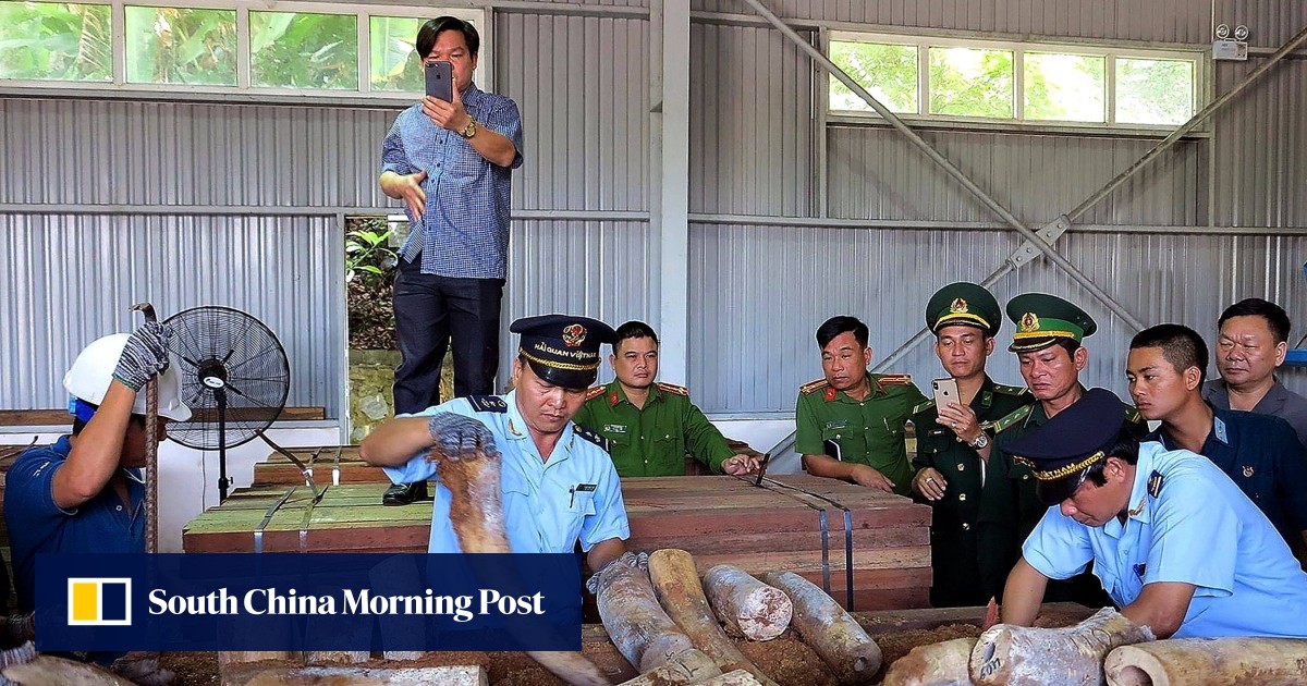 China crackdown on ivory trade deters smugglers, Hague report finds ...