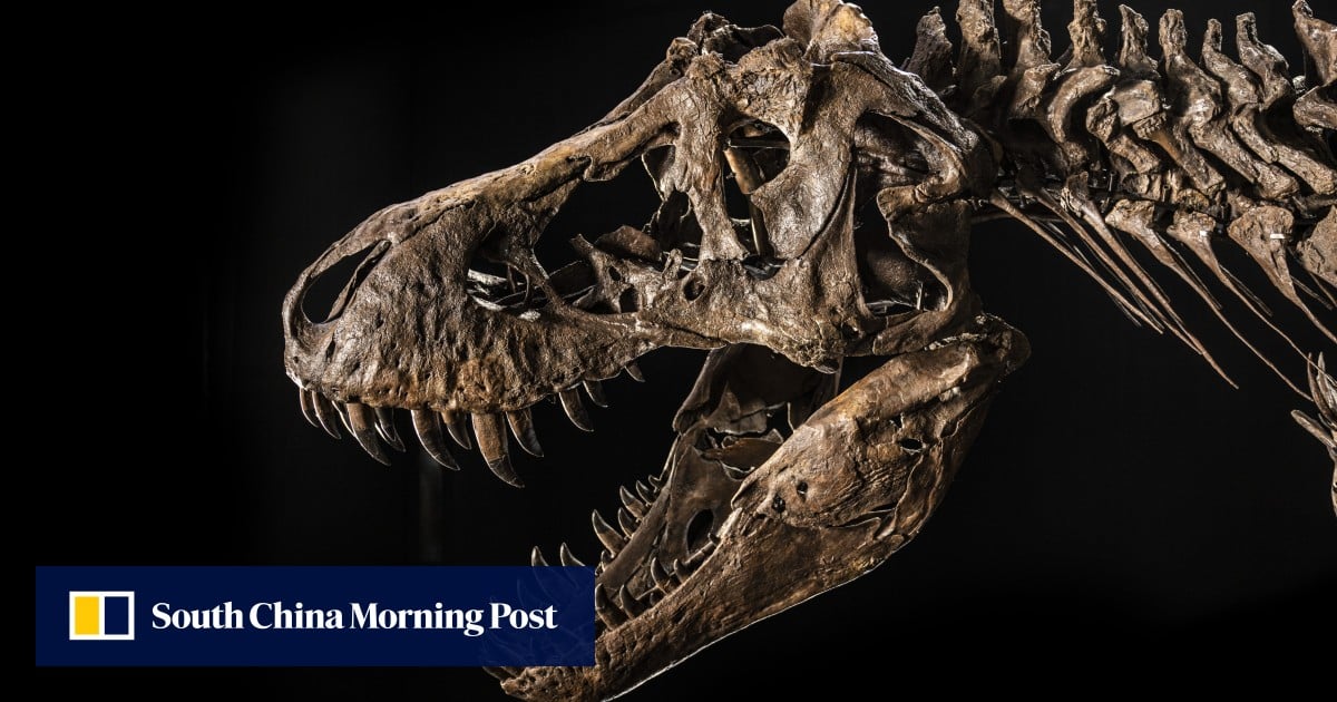 First fossil T. rex for auction in Asia at Christie’s Hong Kong autumn ...
