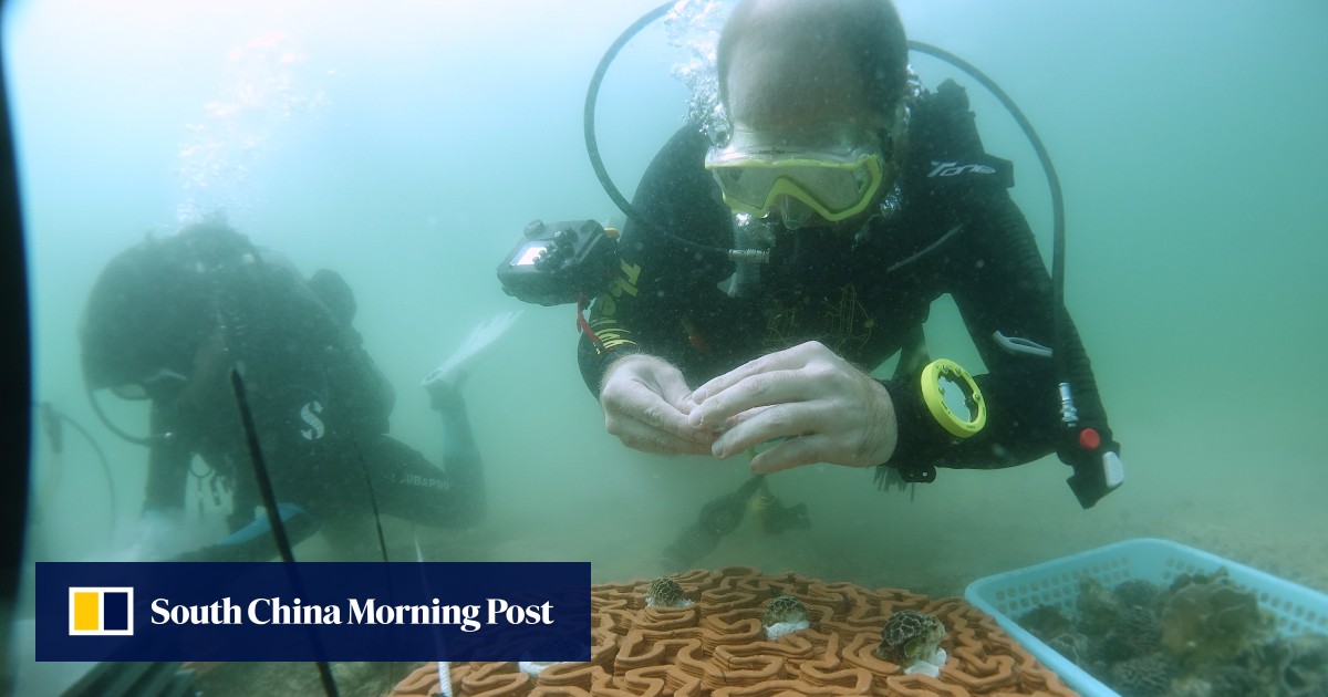 Hong Kong start-up archiREEF wants to commercialise 3D-printed tiles ...