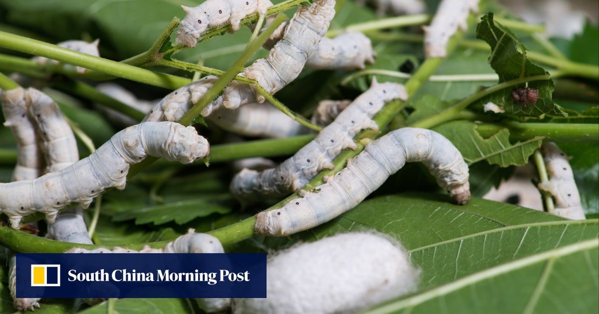 Chinese Scientists Say Their Silkworms Beat Spider Fibre For Strength