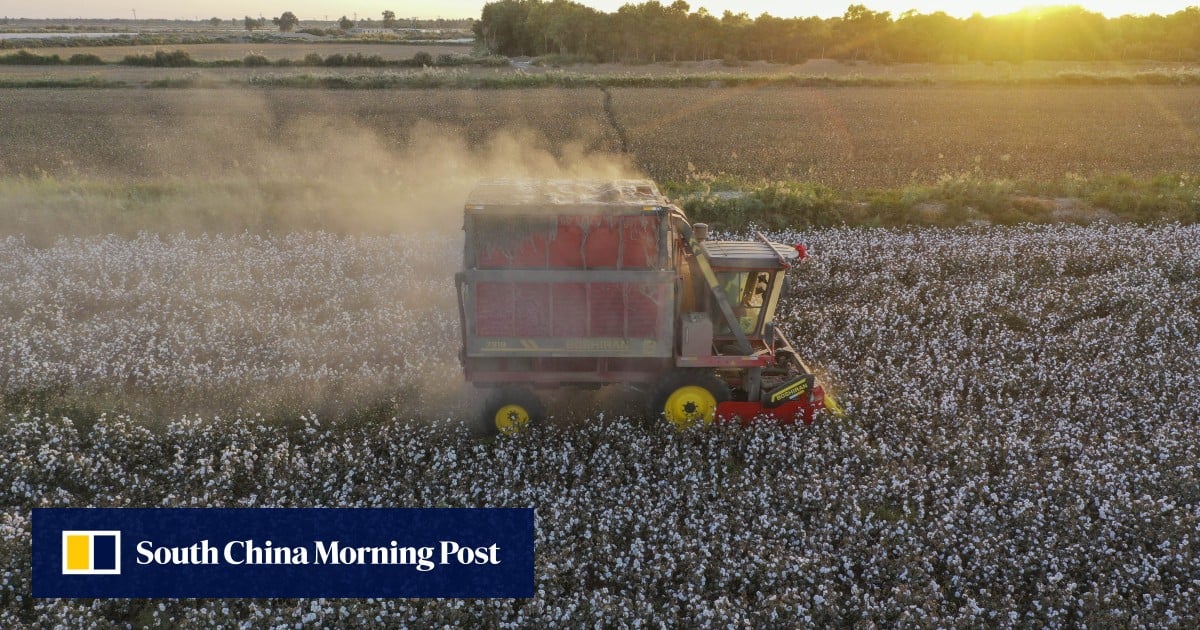 As Chinas Cotton Harvest Begins Xinjiang ‘forced Labour Law And