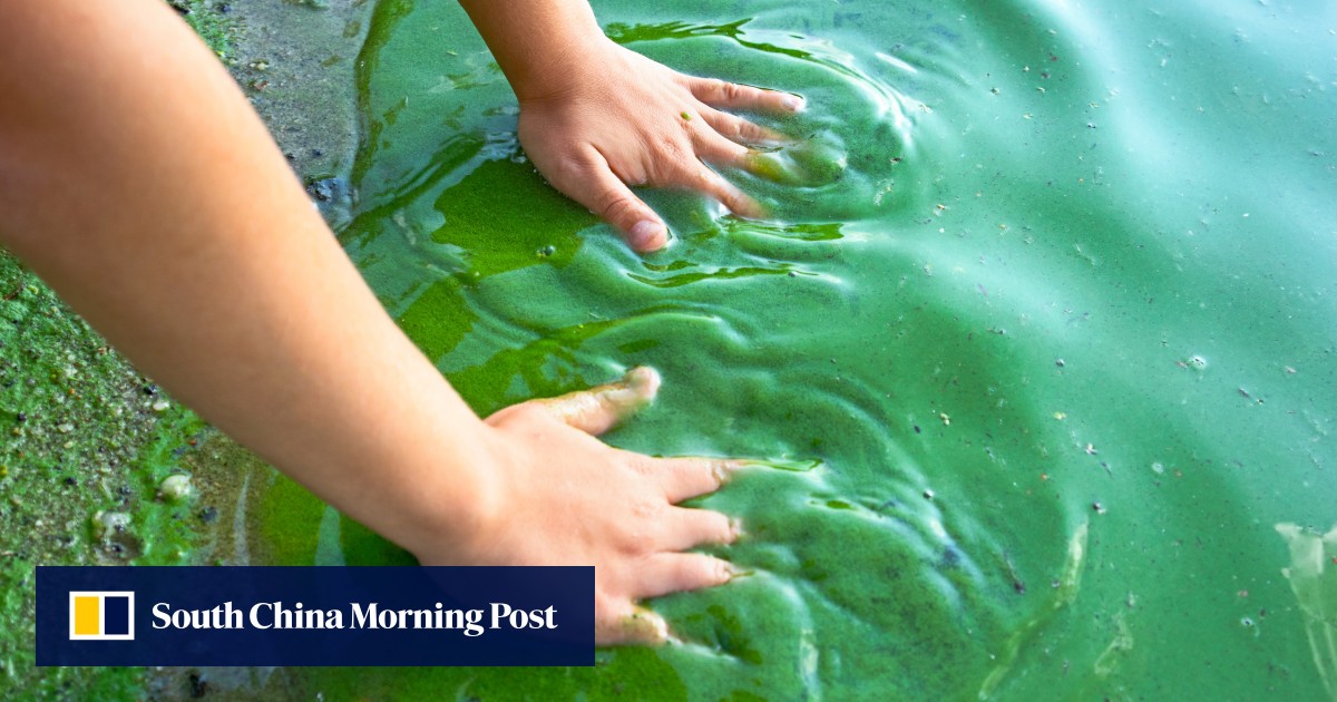 How Chinese scientists used algae in seawater battery to make clean ...