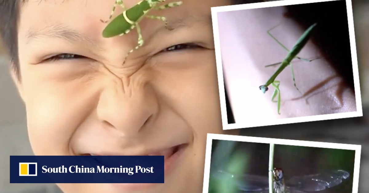 ‘Real worms are not scary’: Chinese boy defangs bugs and hosts field ...