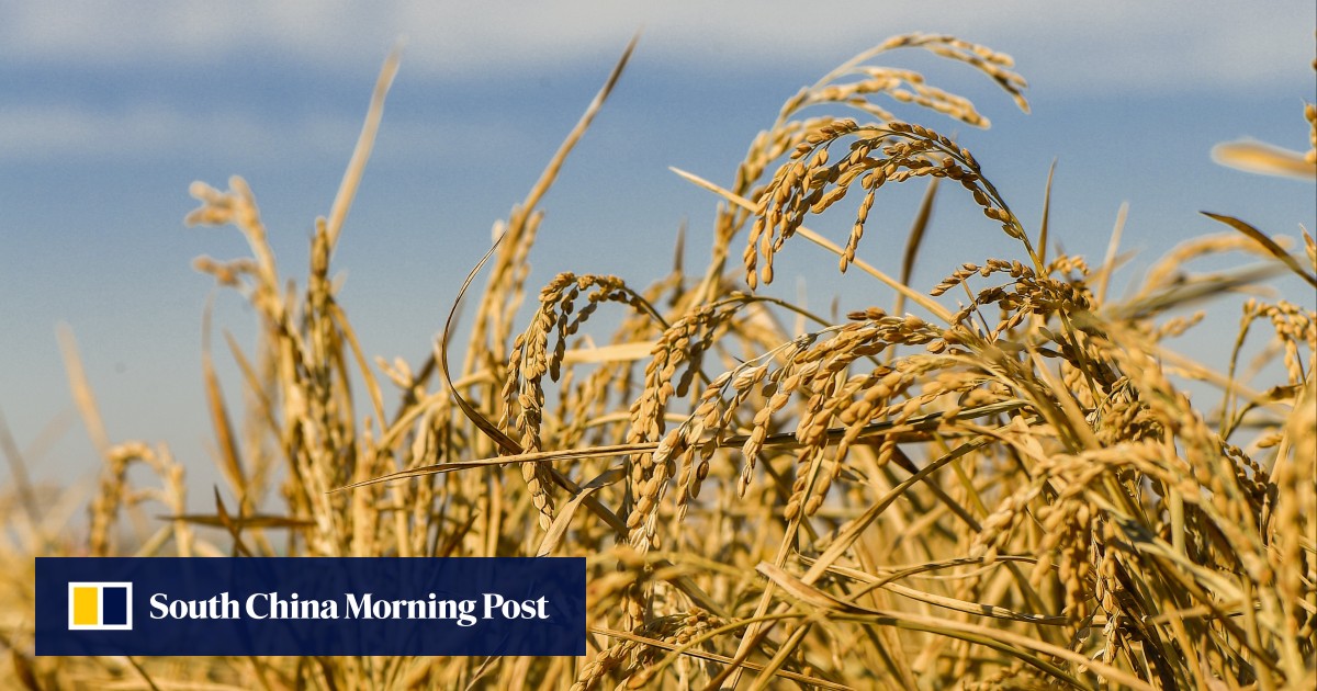 China urges farmers to consider new variety of perennial rice | South ...