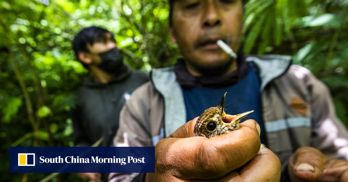 Bali’s birds are disappearing, poached for the illegal wildlife trade ...