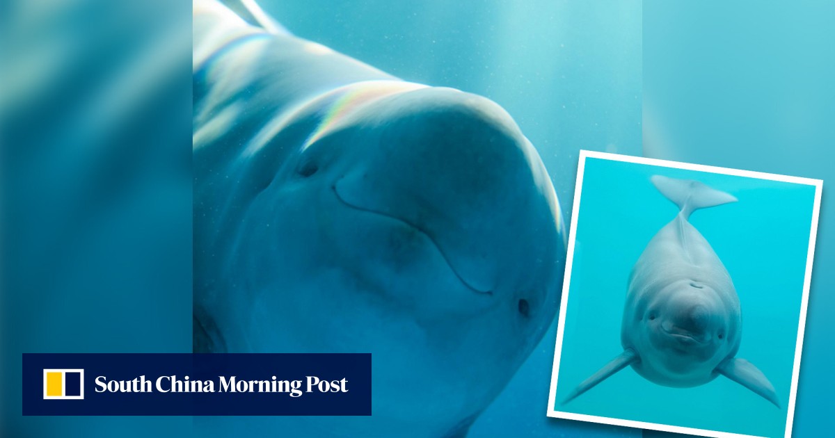 ‘Little baby’: Chinese social media names artificially-bred Yangtze ...