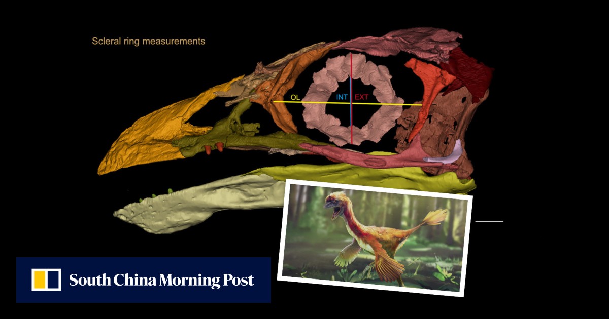 When dinosaurs became birds: studies of prehistoric Chinese fossils ...