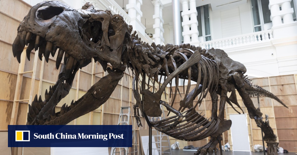 T-rex skeleton in Singapore is a first for Asia but experts have got a ...