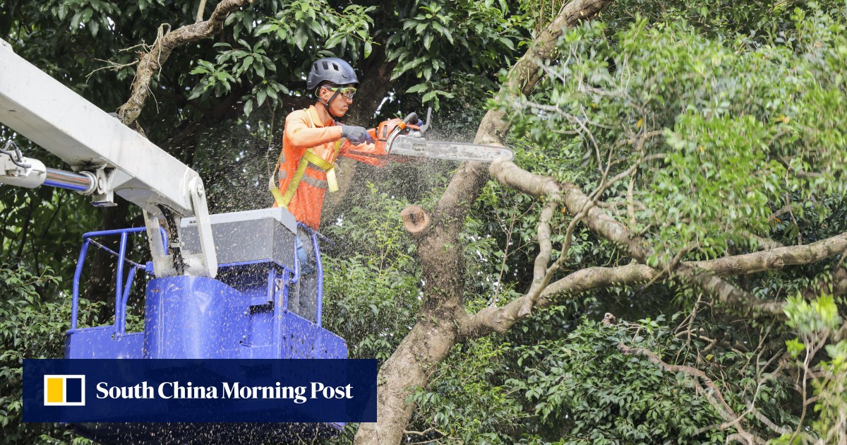 Hong Kong authorities warn of action against contractor after tree ...