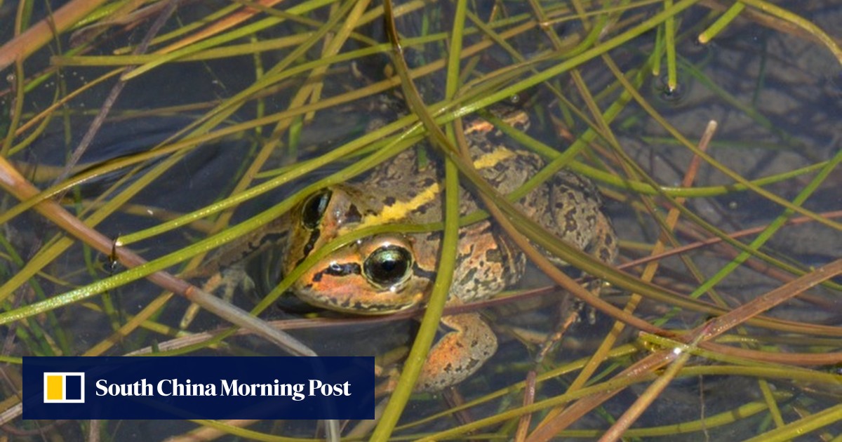 How Tibet’s High Himalaya frogs could help spawn better defences ...