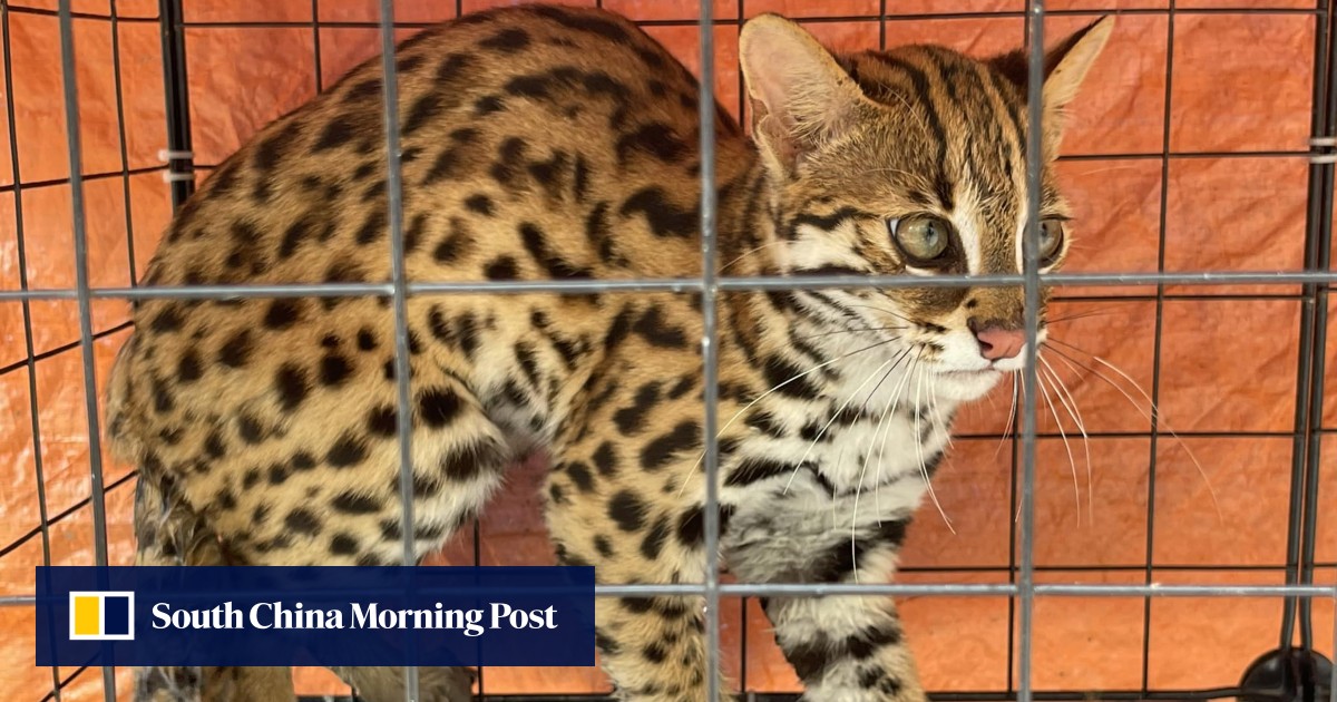 China Vietnam Laos Are Hotspots For The Criminal Wildlife Trade Does