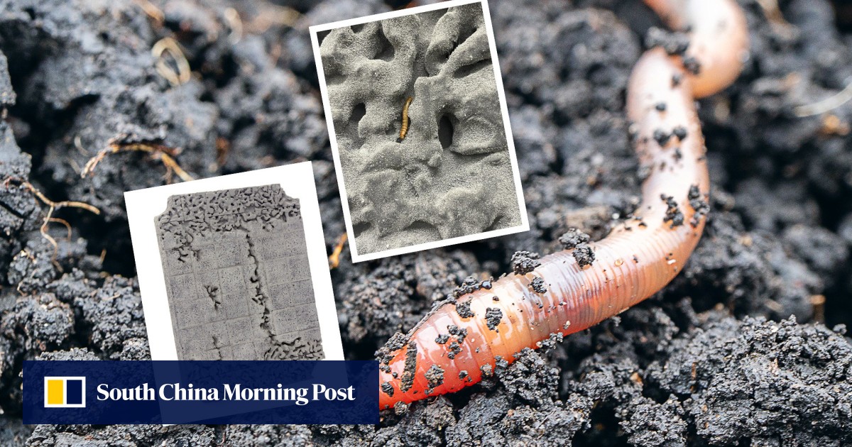 Superworms with planet-saving, plastic munching power to threaten much ...