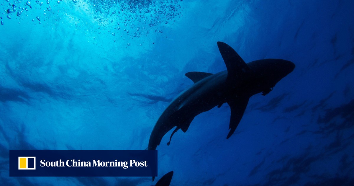 Shark fin hunters in the soup as Panama wildlife summit takes action ...