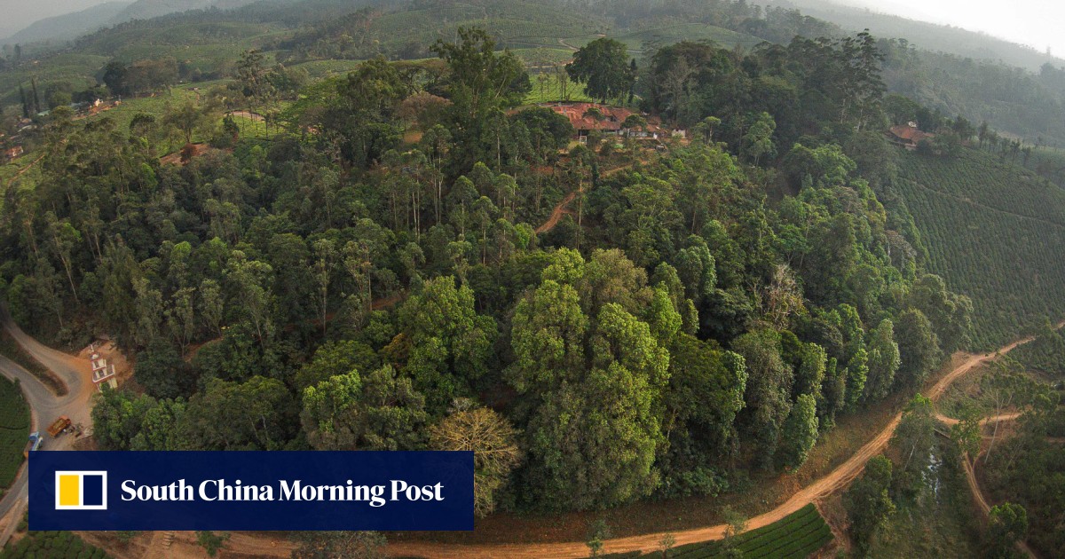 Rainforest restoration creates wildlife corridors and preserves ...