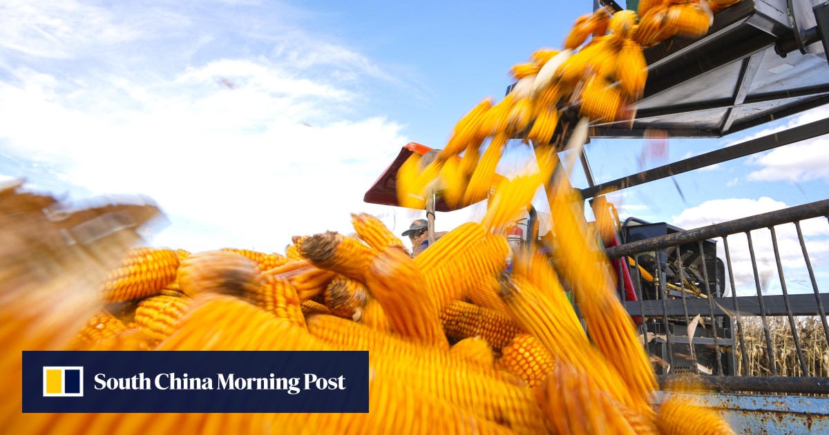 Chinese scientists hoping wild ancestor of corn can help improve food ...