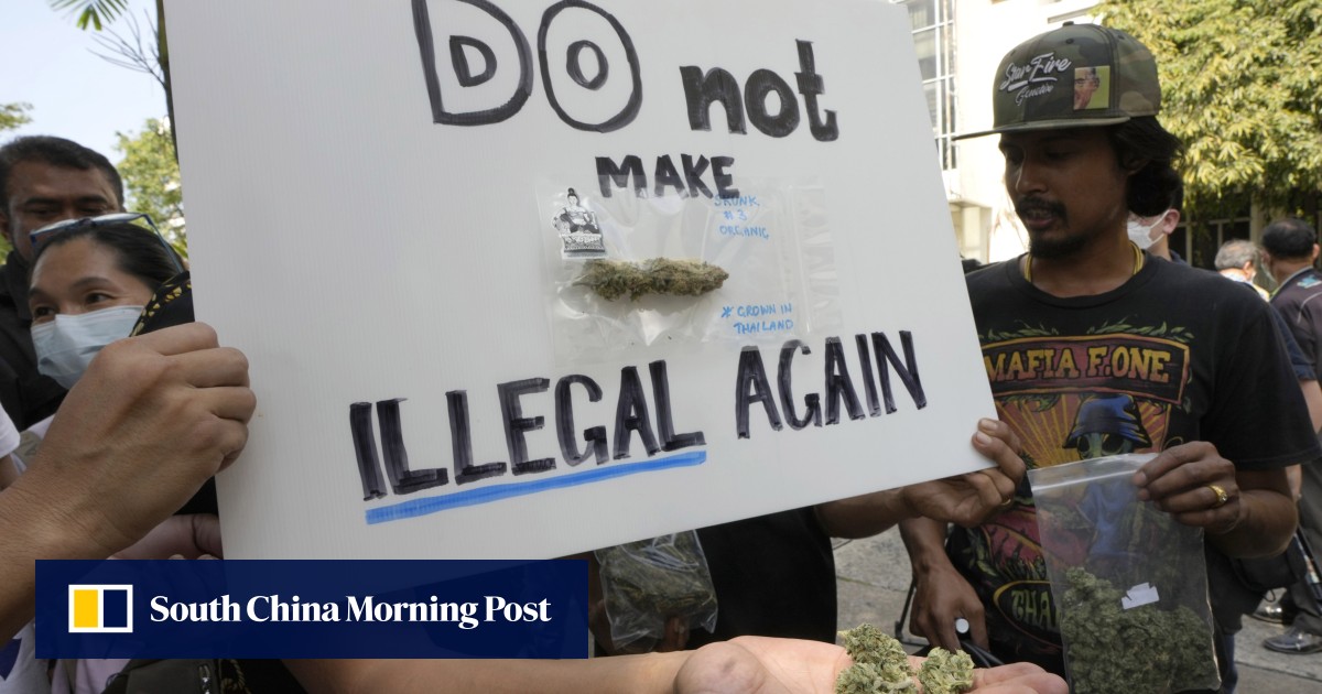 Thai cannabis fans protest, fearing rollback of decriminalisation ...
